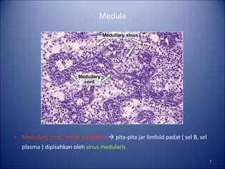 PPT histology sistem limfatik.ppt