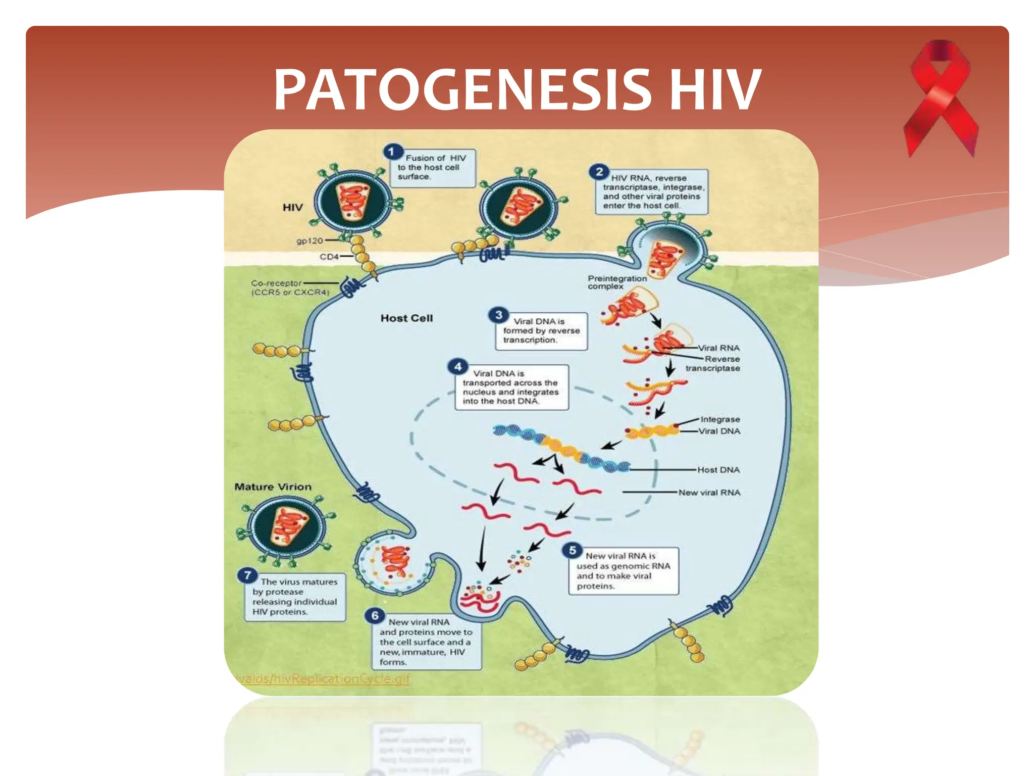 PATOFISIOLOGI DASKEP ANAK DENGAN HIV AIDS | PPTX