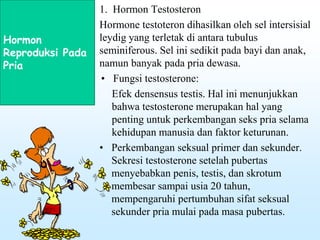 Hormon pria | PPTX