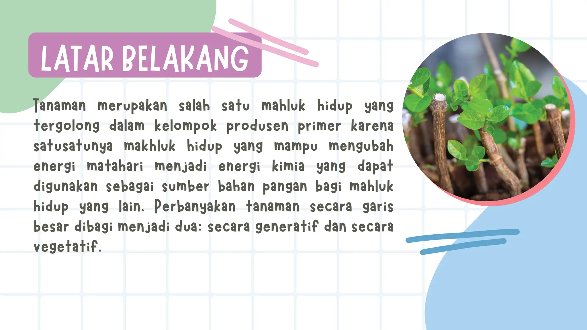 Perbanyakan tanaman hortikultura stek dan sambung | PPT