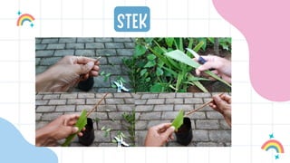 Perbanyakan tanaman hortikultura stek dan sambung | PPT