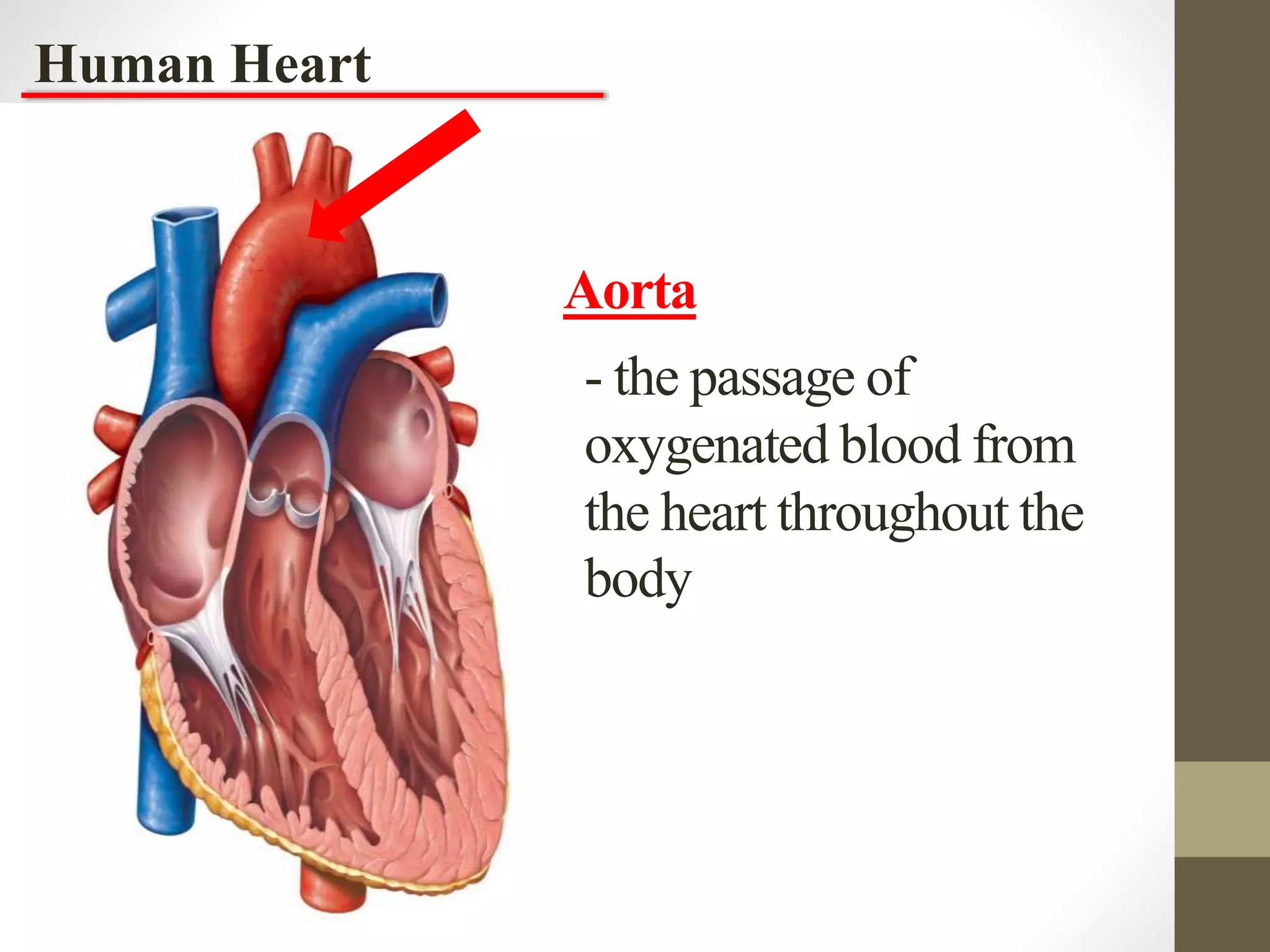 PPT Human Heart.pptx