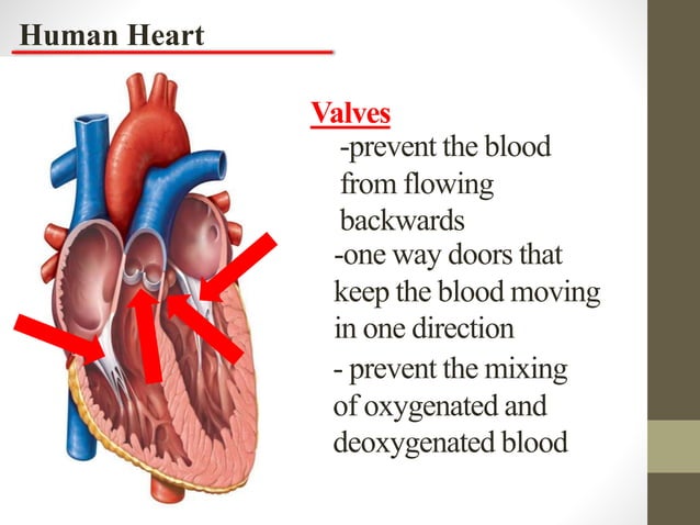PPT Human Heart.pptx