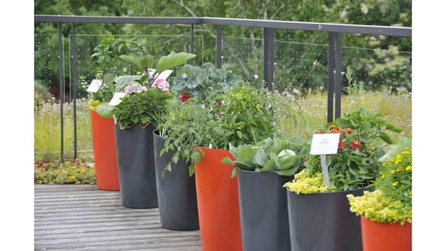 2020 AAS Landscape Design Challenge ideas | PPTX