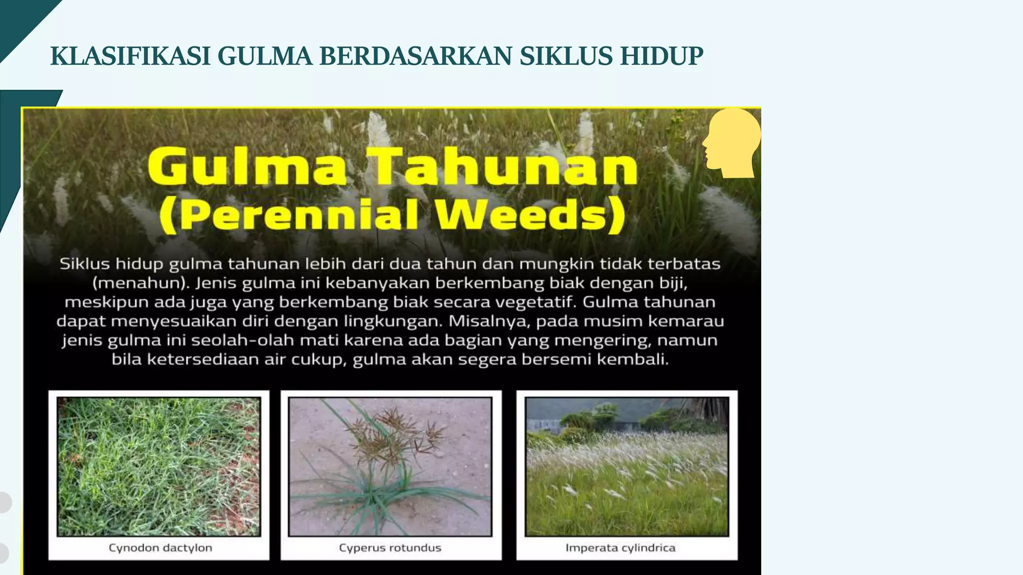 PPT IDENTIFIKASI GULMA PADA TANAMAN SAWIT.pptx