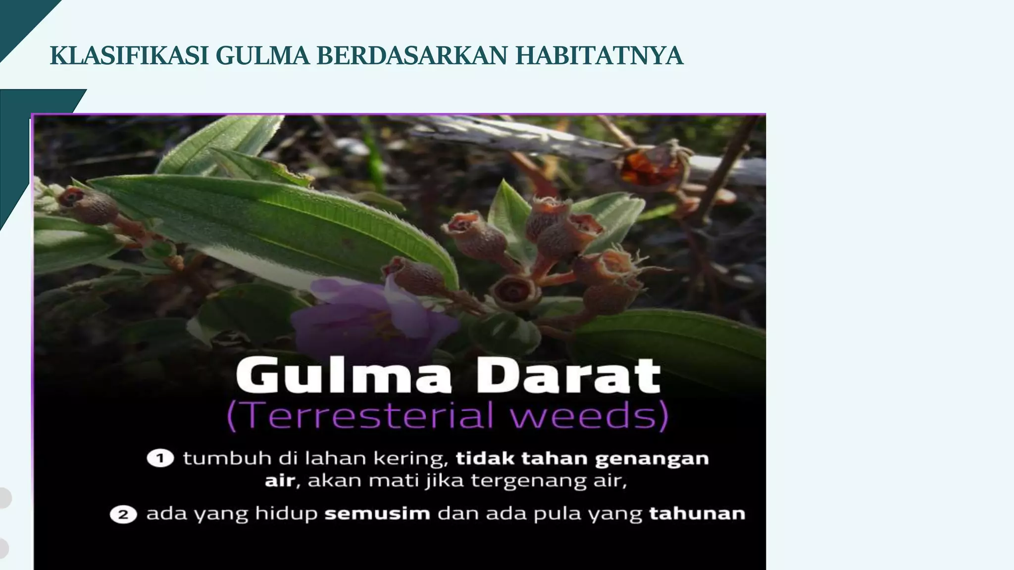 PPT IDENTIFIKASI GULMA PADA TANAMAN SAWIT.pptx