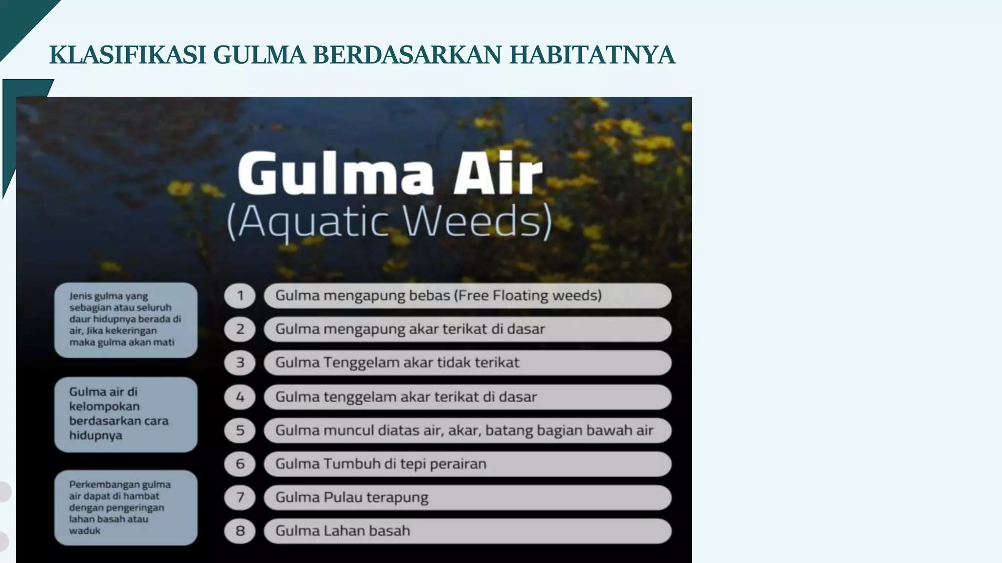 PPT IDENTIFIKASI GULMA PADA TANAMAN SAWIT.pptx