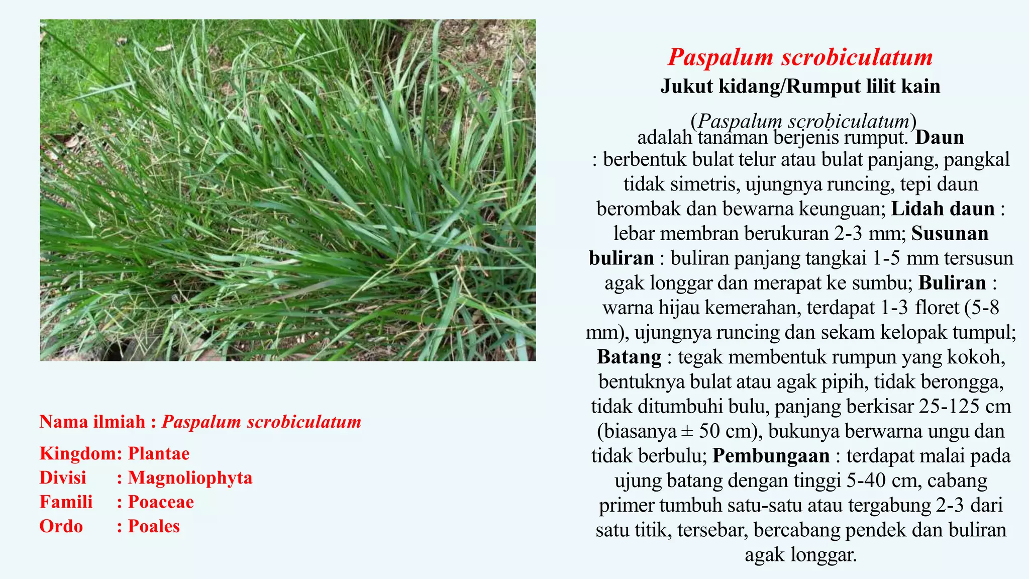 PPT IDENTIFIKASI GULMA PADA TANAMAN SAWIT.pptx