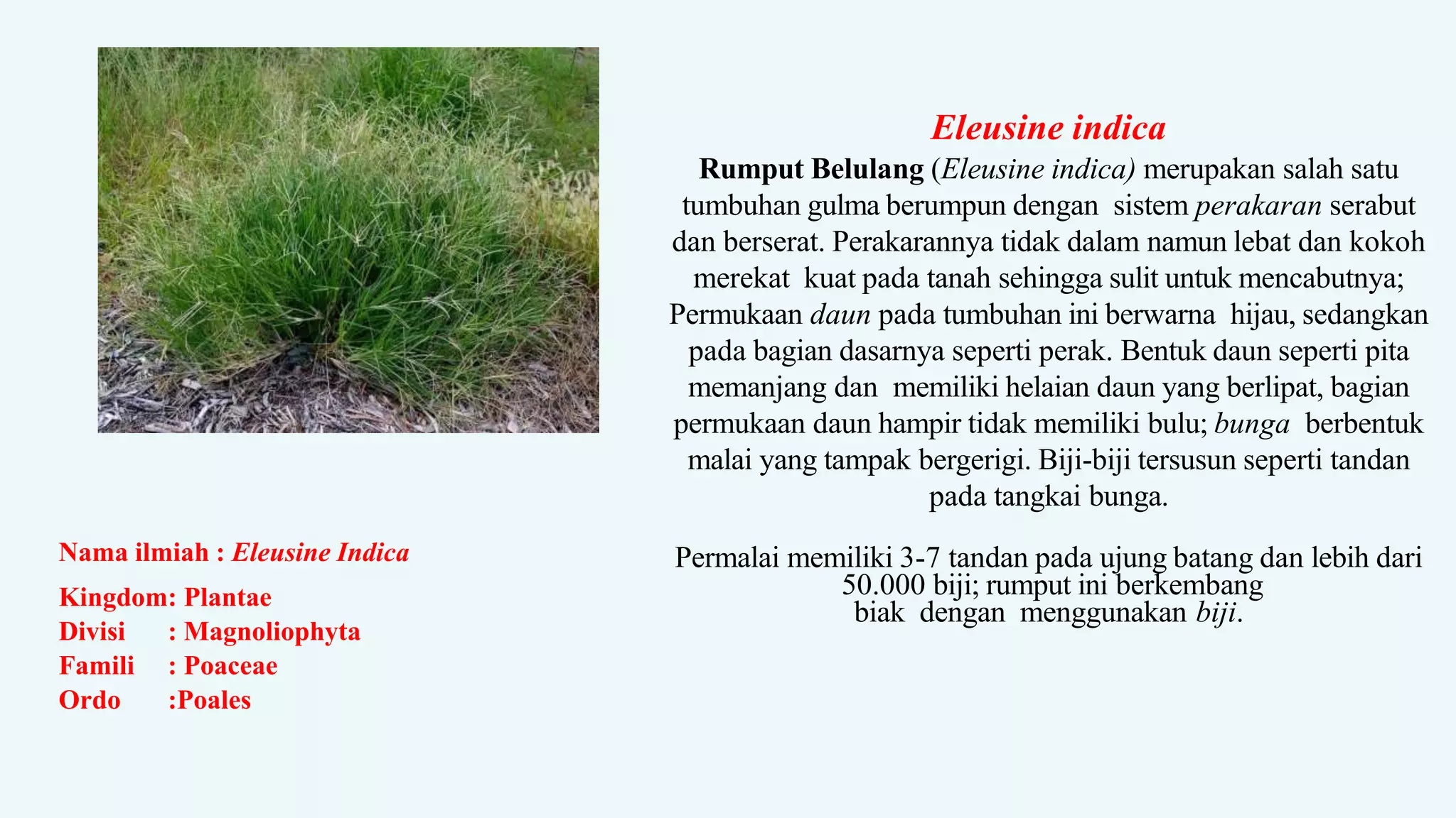 PPT IDENTIFIKASI GULMA PADA TANAMAN SAWIT.pptx