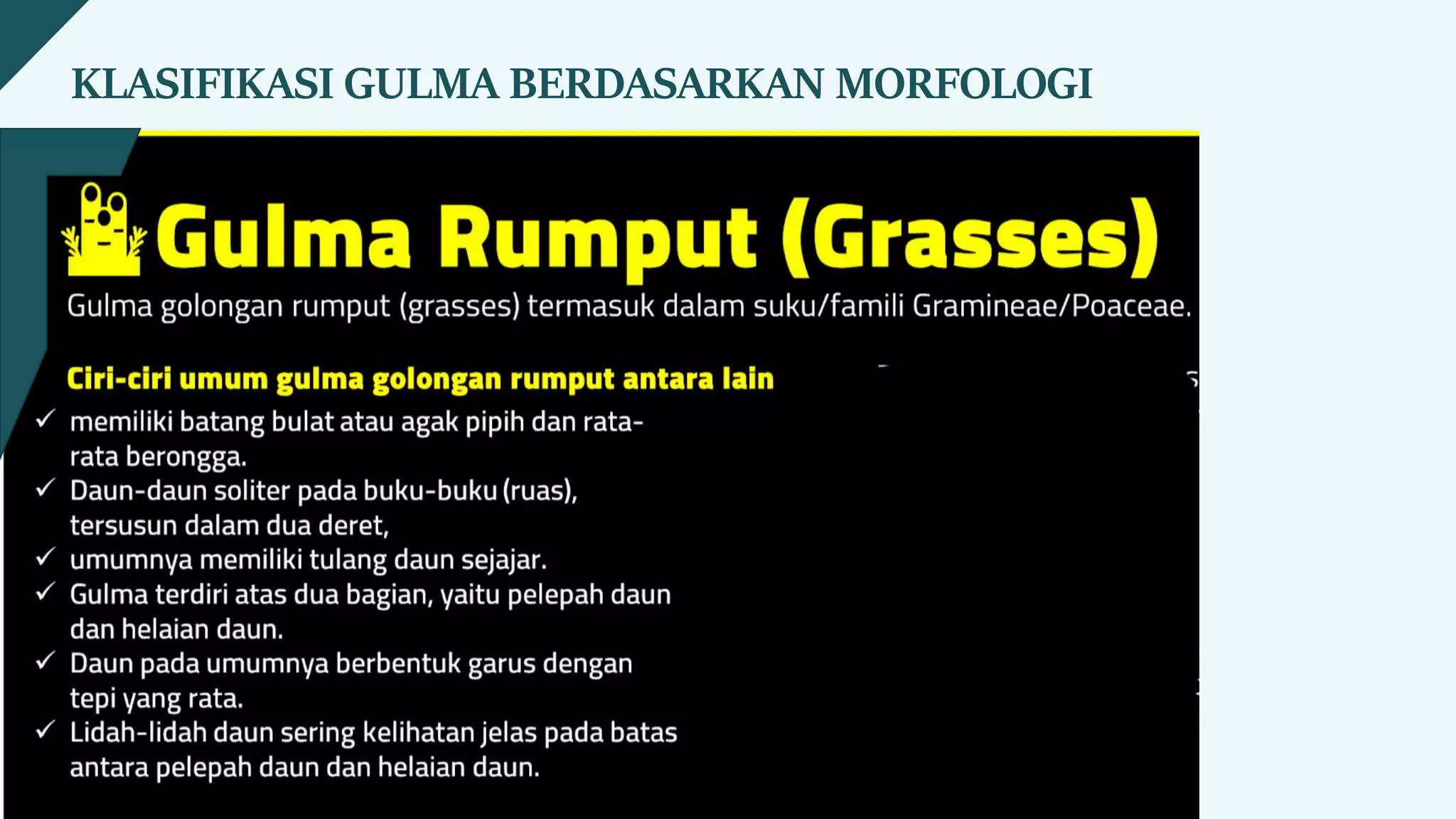 PPT IDENTIFIKASI GULMA PADA TANAMAN SAWIT.pptx