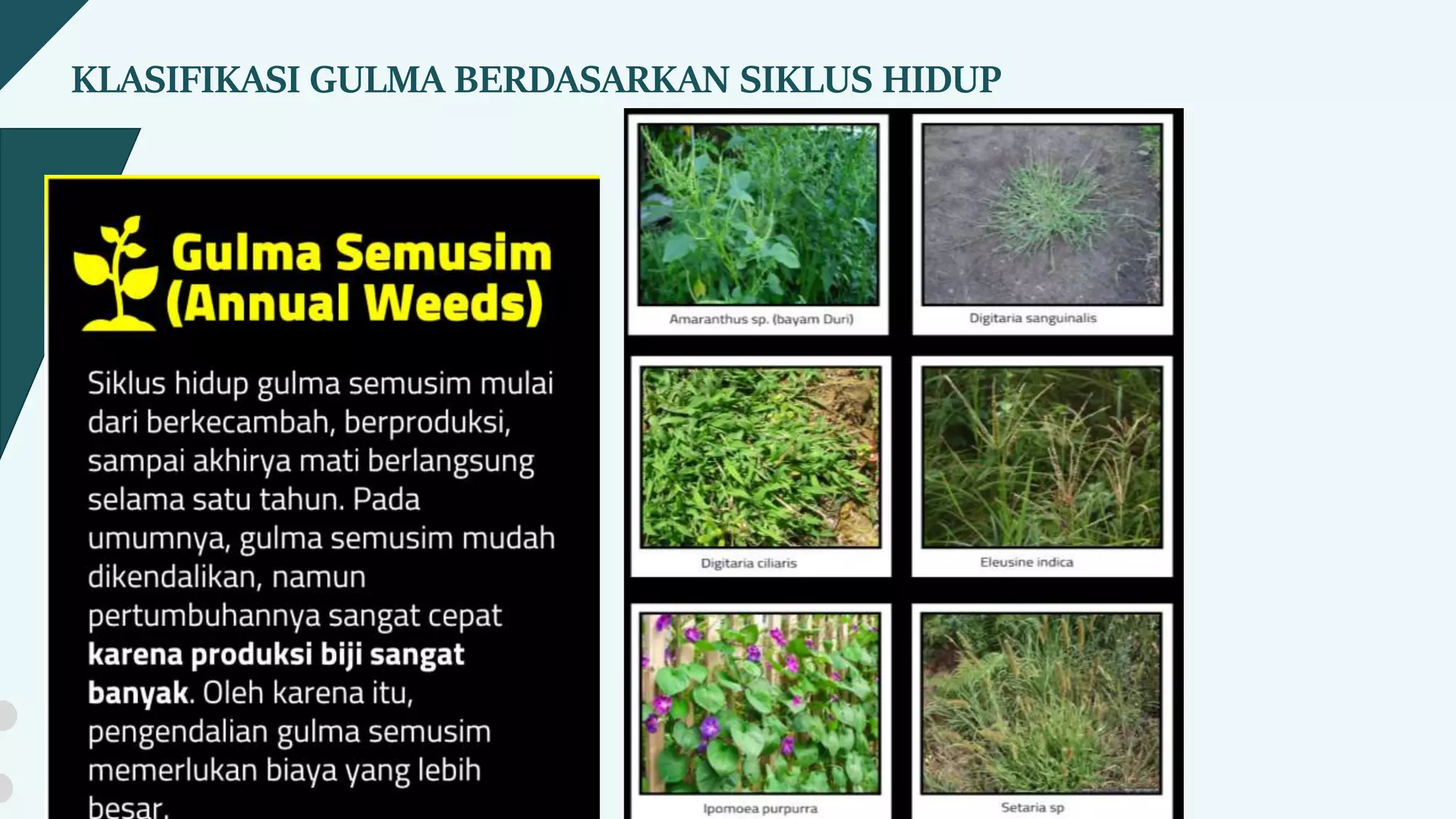 PPT IDENTIFIKASI GULMA PADA TANAMAN SAWIT.pptx