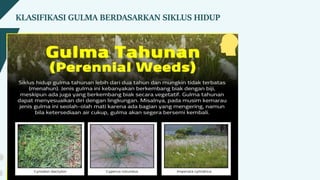 PPT IDENTIFIKASI GULMA PADA TANAMAN SAWIT.pptx