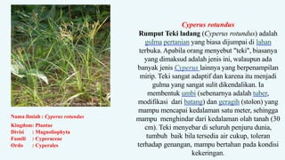 PPT IDENTIFIKASI GULMA PADA TANAMAN SAWIT.pptx