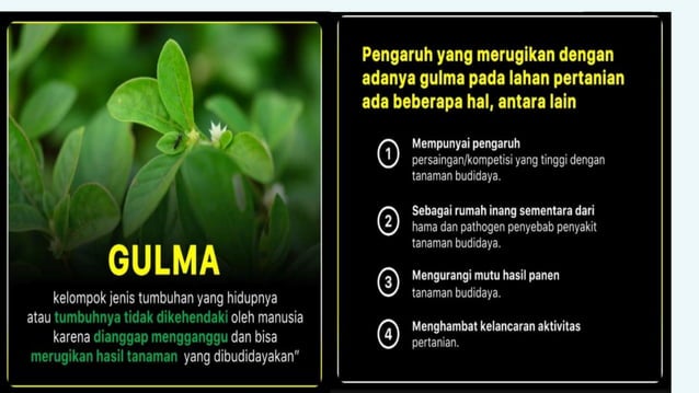 PPT IDENTIFIKASI GULMA PADA TANAMAN SAWIT.pptx