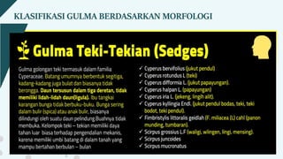 PPT IDENTIFIKASI GULMA PADA TANAMAN SAWIT.pptx