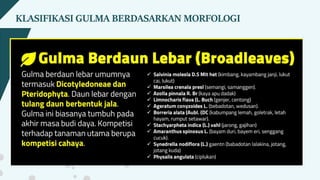 PPT IDENTIFIKASI GULMA PADA TANAMAN SAWIT.pptx