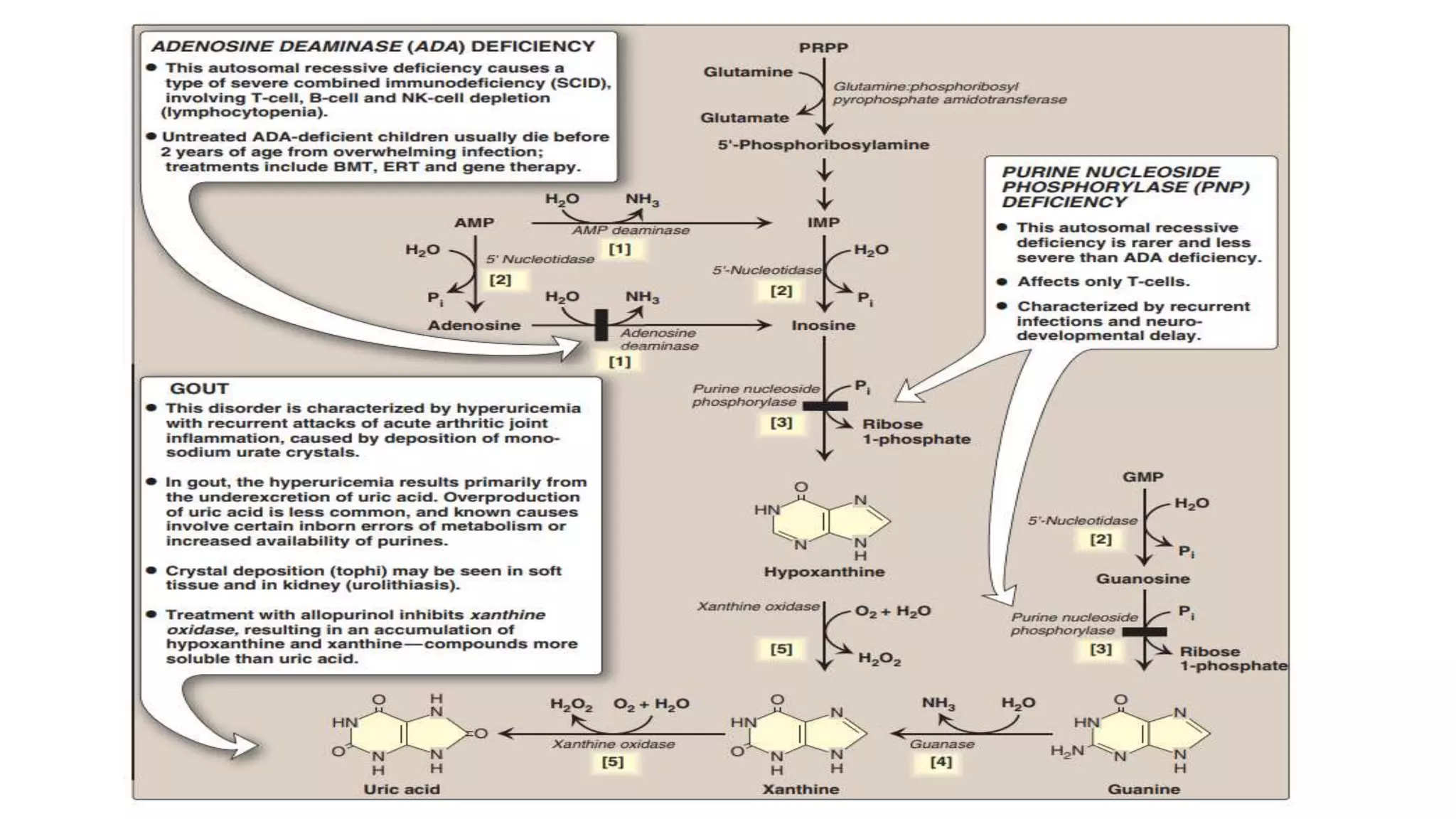 PPT II Disorders associated with nucleotides metabolism.pptx