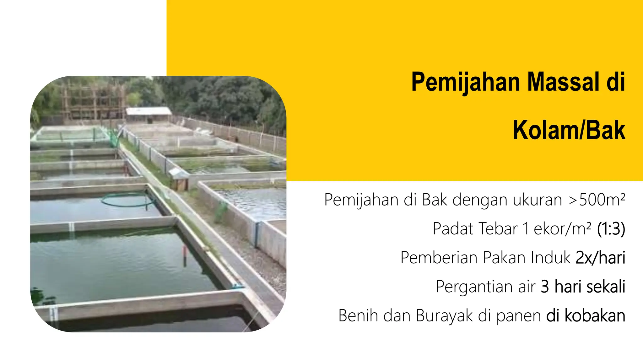 Teknik Pemijahan Ikan nila salin di kolam | PPTX