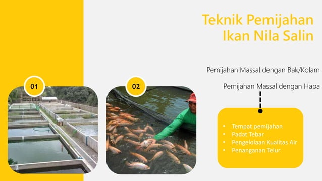 Teknik Pemijahan Ikan nila salin di kolam | PPTX