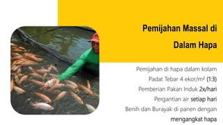 Teknik Pemijahan Ikan nila salin di kolam | PPTX