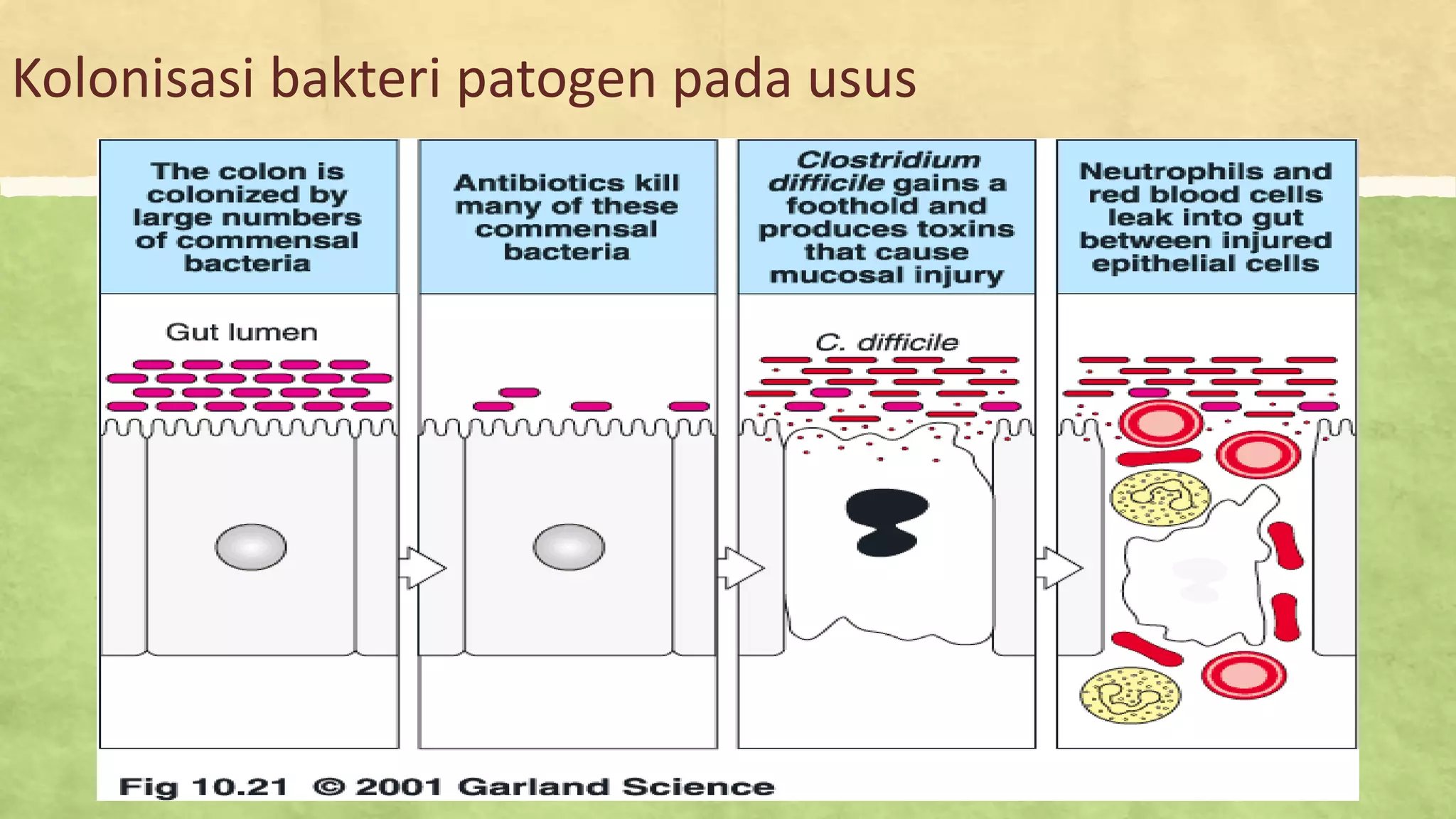 PPT Imun mukosa.pptx