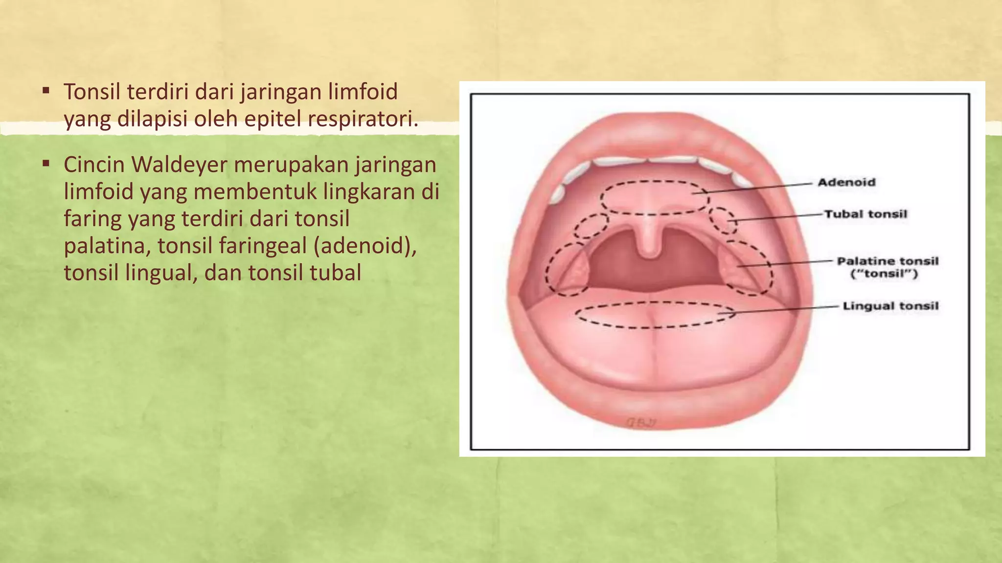 PPT Imun mukosa.pptx