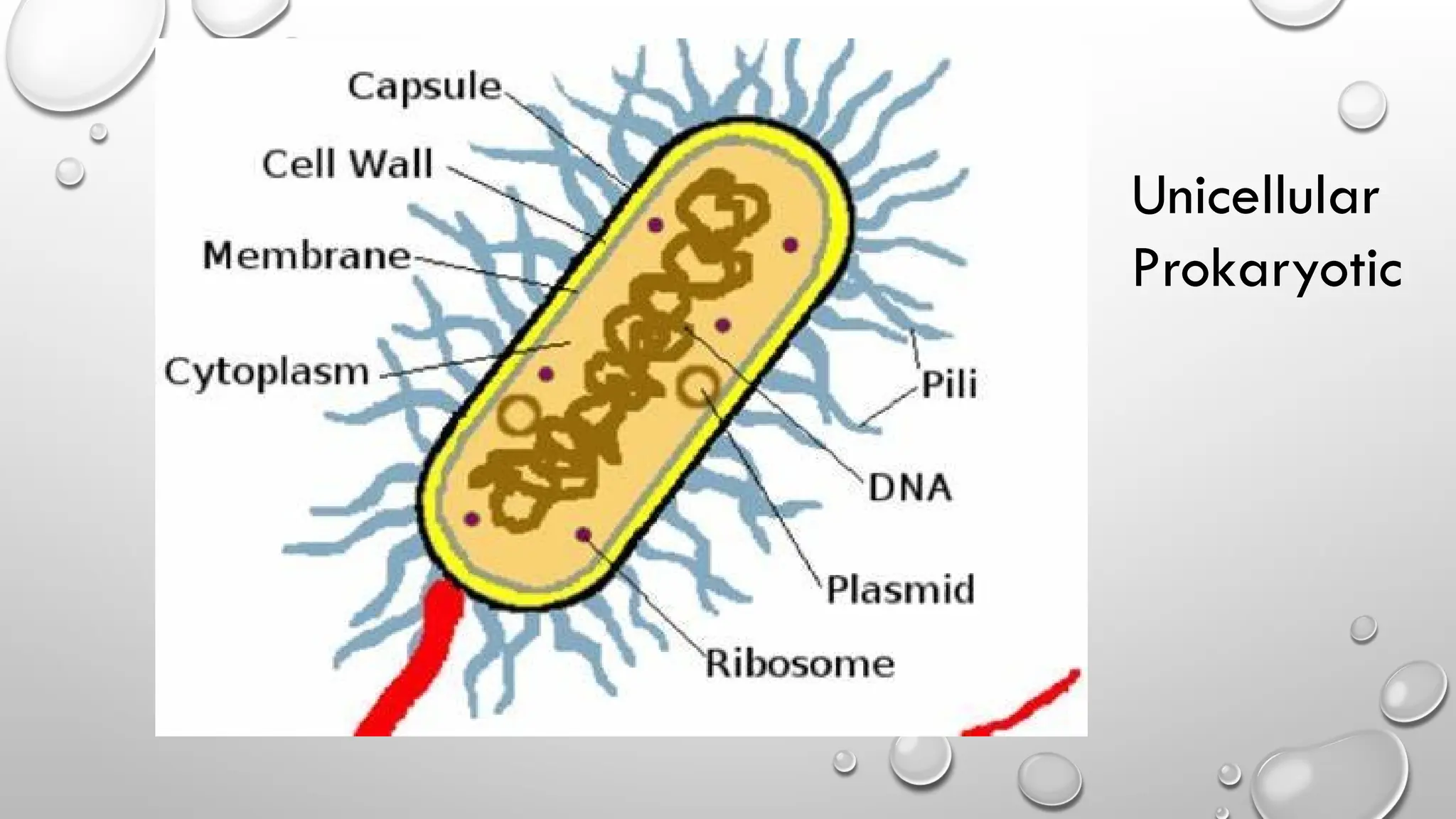 Cells is the basic unit of life. quarter 2pptx | PPTX | Biological ...