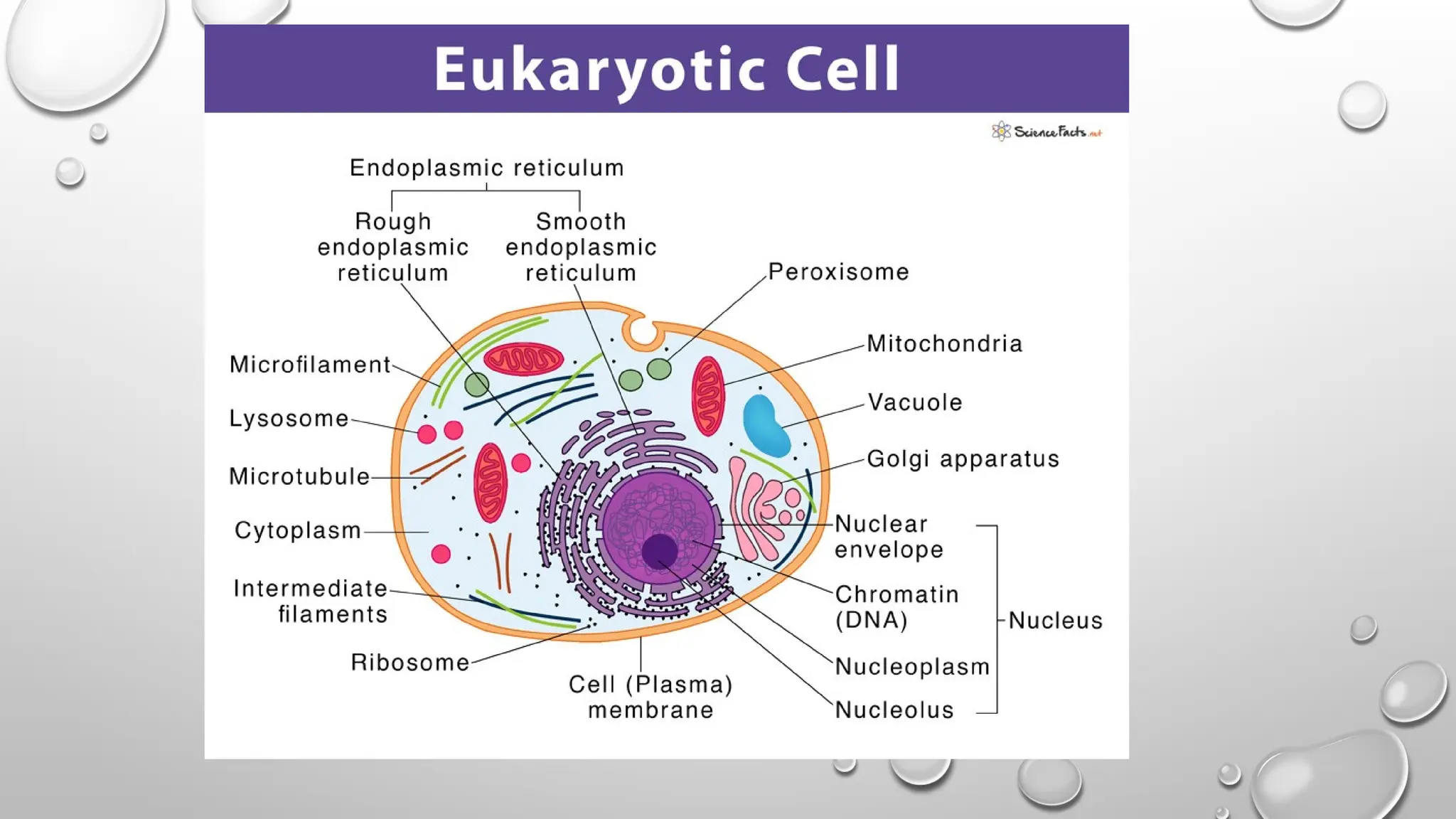 Cells is the basic unit of life. quarter 2pptx | PPTX | Biological ...