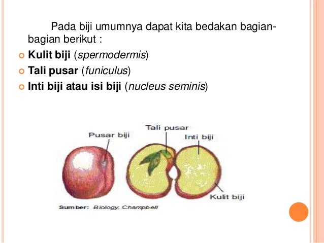 Morfologi bunga, biji, buah