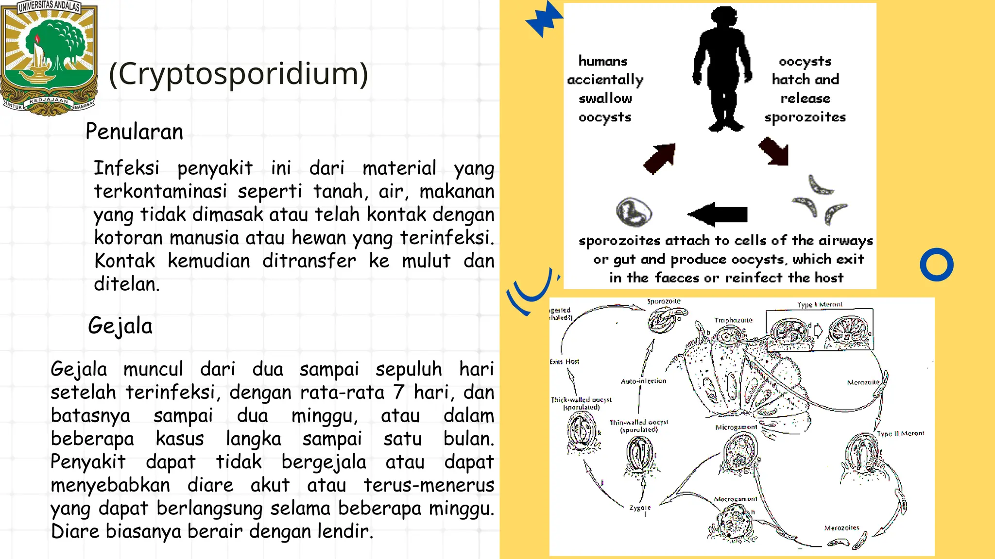 PPT Infeksi Parasit Protozoa, Cacing dan Ektoparasit_Helvi Maudy ...