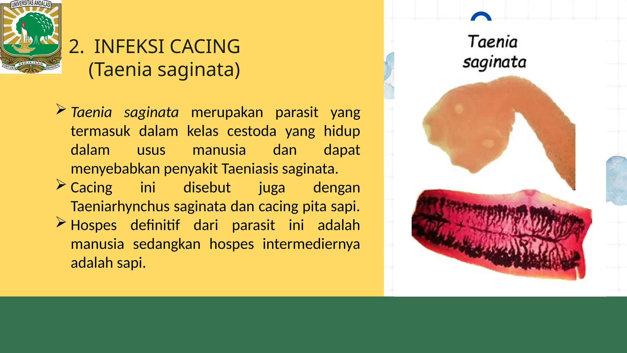 PPT Infeksi Parasit Protozoa, Cacing dan Ektoparasit_Helvi Maudy Saswita.pptx