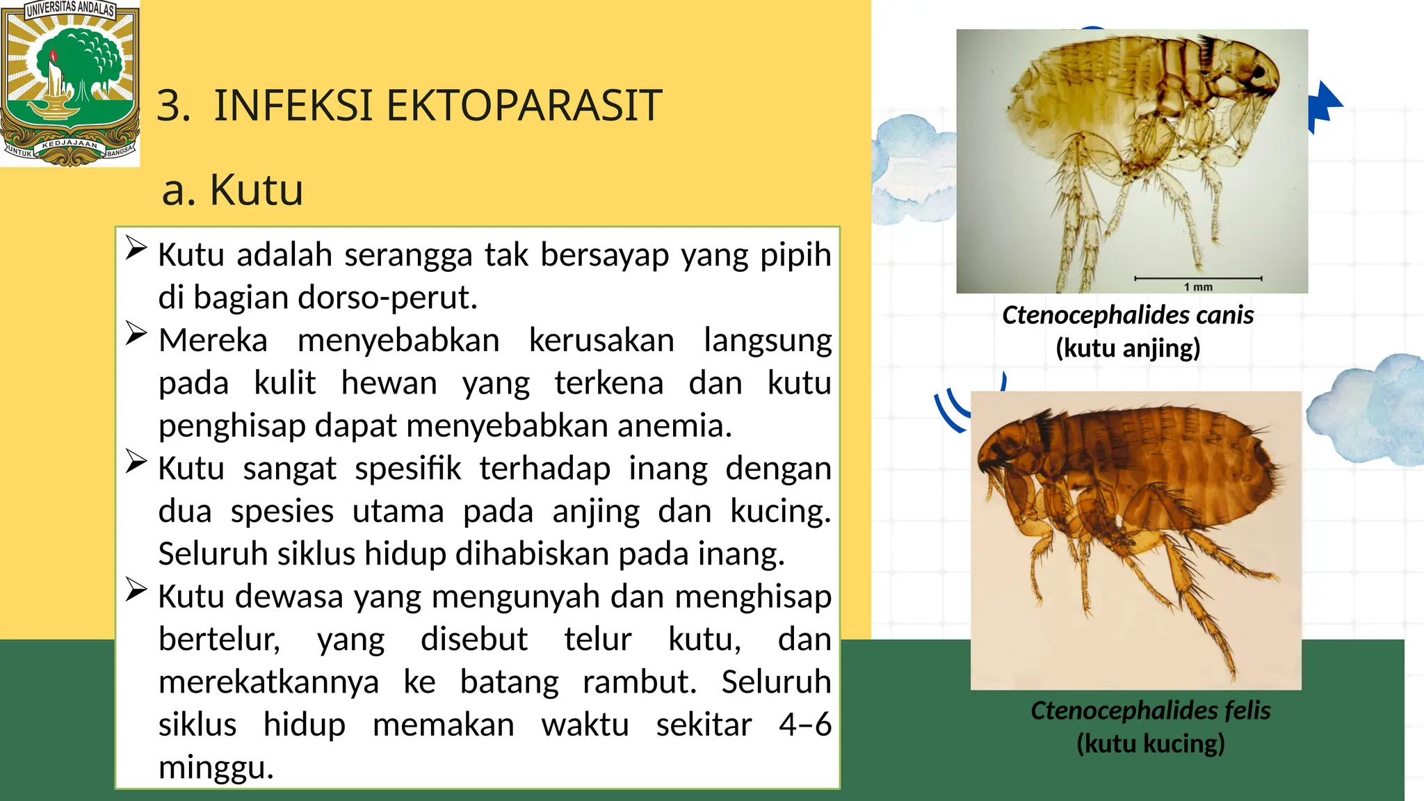 PPT Infeksi Parasit Protozoa, Cacing dan Ektoparasit_Helvi Maudy ...