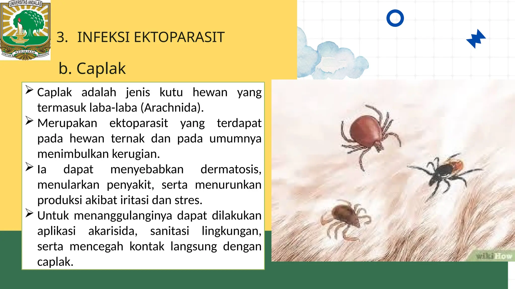 PPT Infeksi Parasit Protozoa, Cacing dan Ektoparasit_Helvi Maudy ...