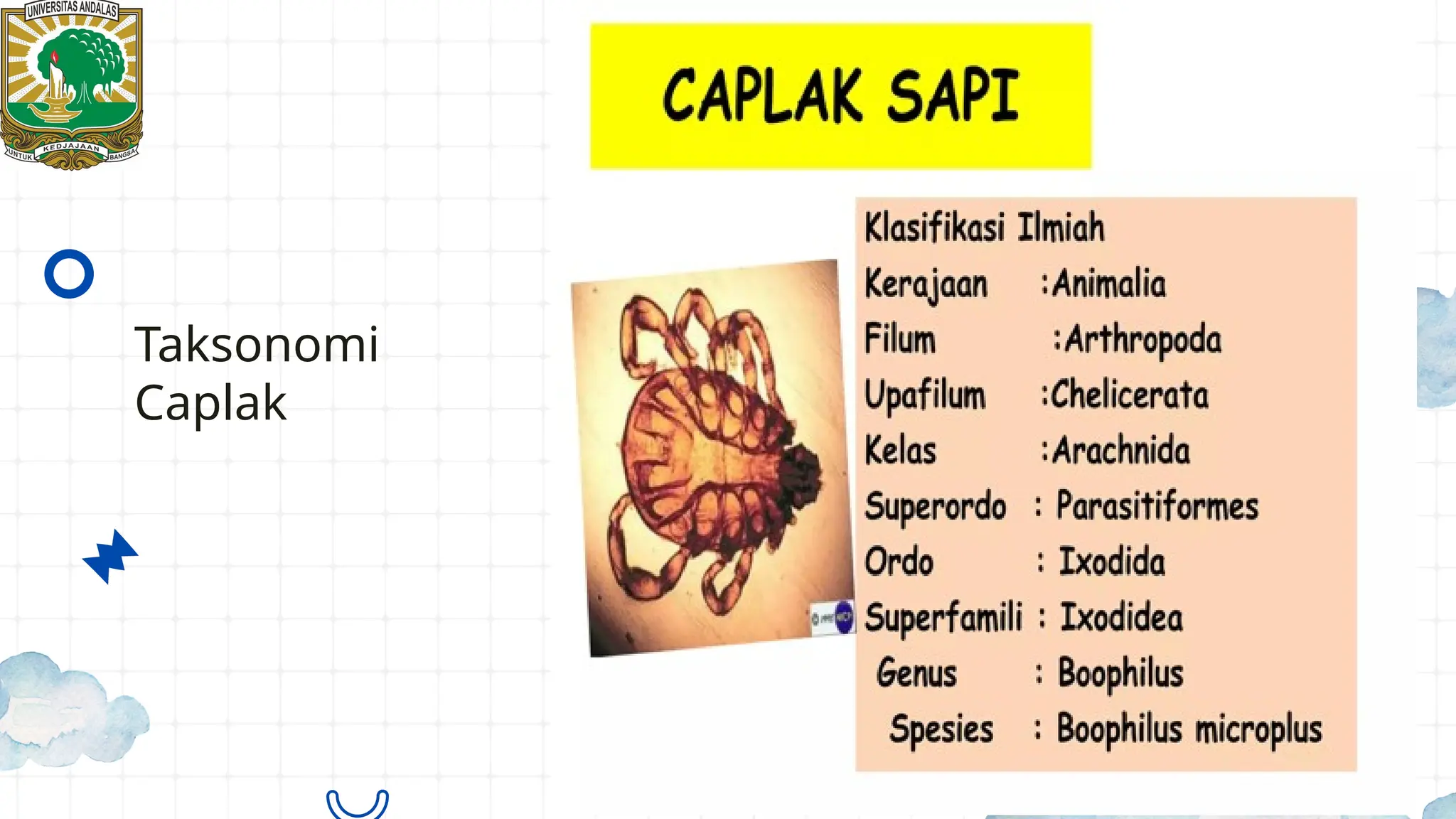 PPT Infeksi Parasit Protozoa, Cacing dan Ektoparasit_Helvi Maudy ...