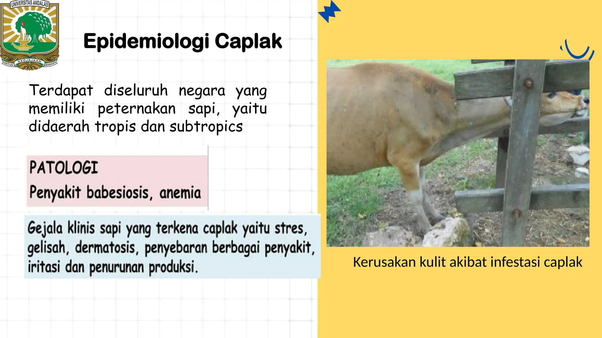 PPT Infeksi Parasit Protozoa, Cacing dan Ektoparasit_Helvi Maudy ...