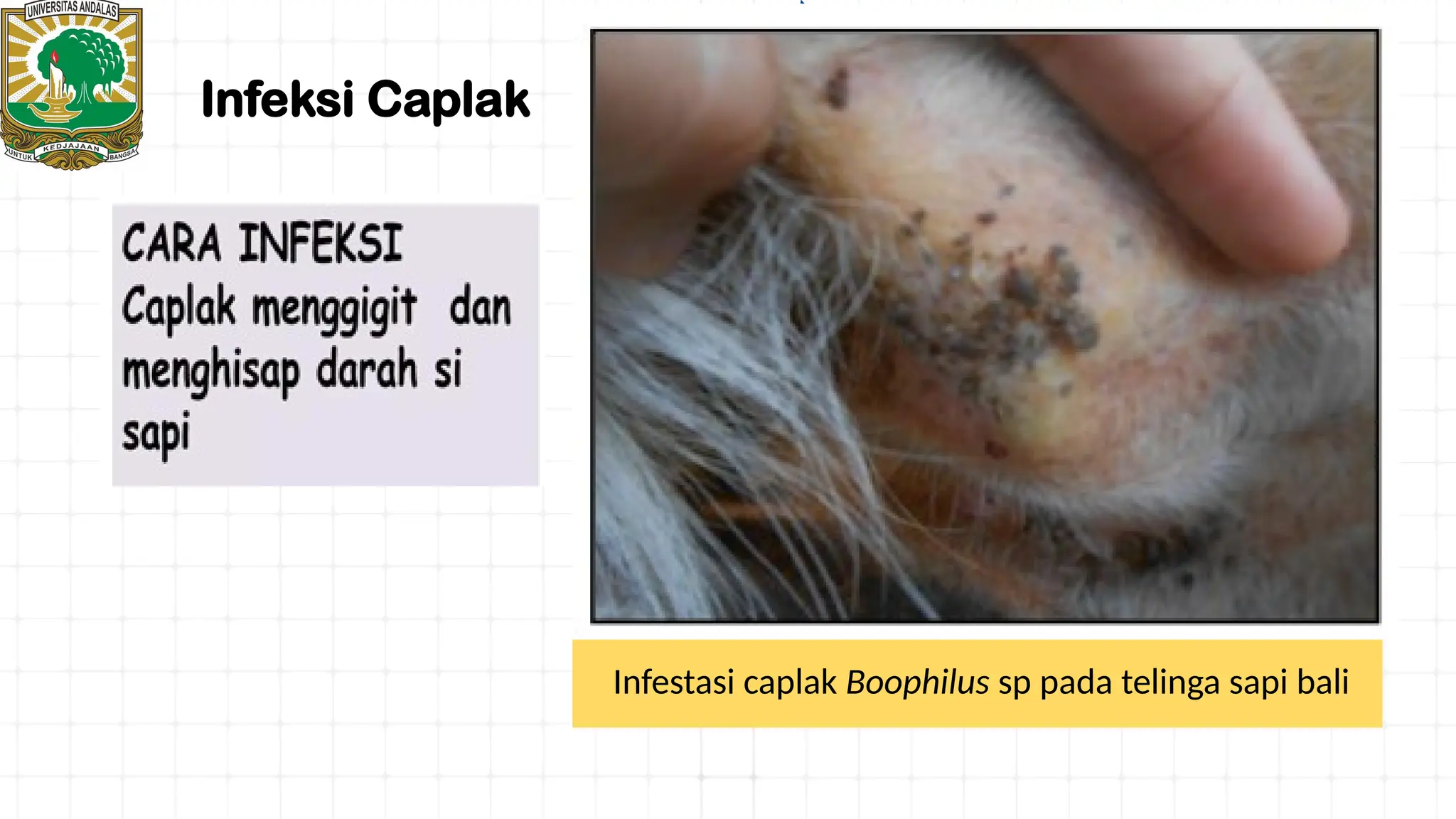 PPT Infeksi Parasit Protozoa, Cacing dan Ektoparasit_Helvi Maudy ...