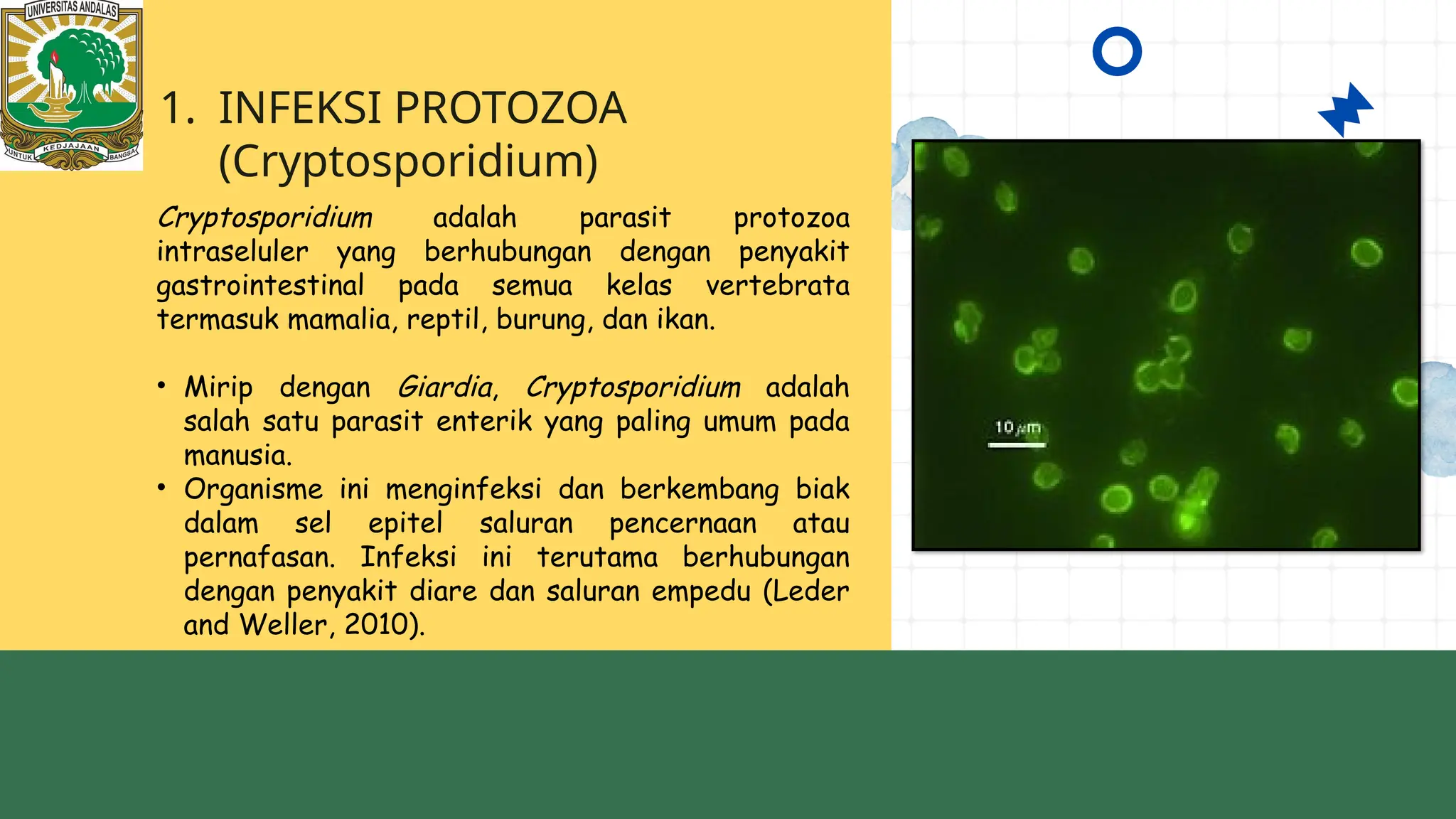 PPT Infeksi Parasit Protozoa, Cacing dan Ektoparasit_Helvi Maudy ...