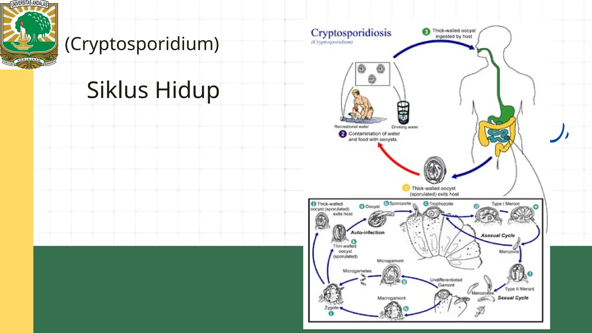 PPT Infeksi Parasit Protozoa, Cacing dan Ektoparasit_Helvi Maudy ...