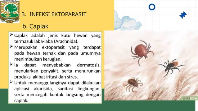 PPT Infeksi Parasit Protozoa, Cacing dan Ektoparasit_Helvi Maudy ...