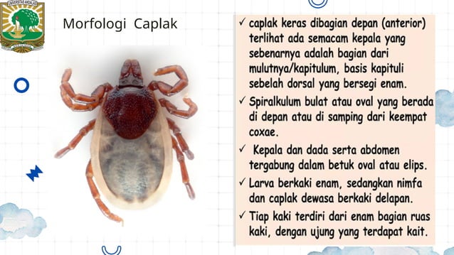PPT Infeksi Parasit Protozoa, Cacing dan Ektoparasit_Helvi Maudy ...