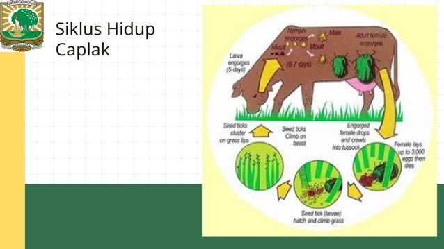 PPT Infeksi Parasit Protozoa, Cacing dan Ektoparasit_Helvi Maudy ...