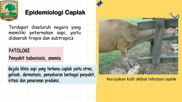 PPT Infeksi Parasit Protozoa, Cacing dan Ektoparasit_Helvi Maudy ...