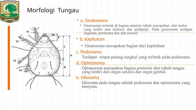 PPT Infeksi Parasit Protozoa, Cacing dan Ektoparasit_Helvi Maudy ...