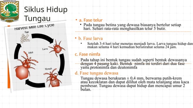 PPT Infeksi Parasit Protozoa, Cacing dan Ektoparasit_Helvi Maudy ...