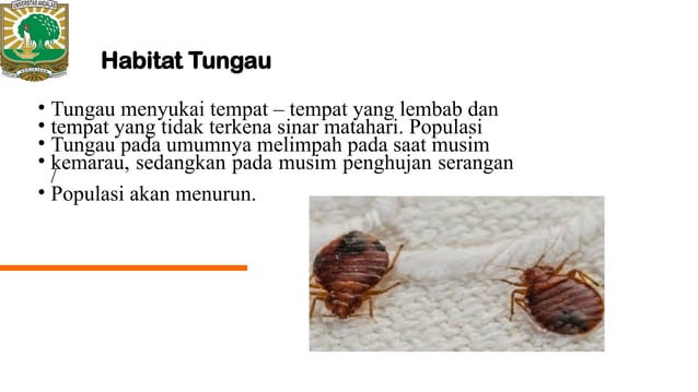 PPT Infeksi Parasit Protozoa, Cacing dan Ektoparasit_Helvi Maudy ...