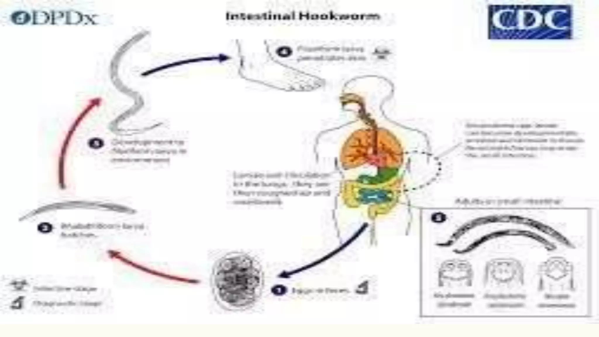 PPT_Instestinal parasites_reb.pptx