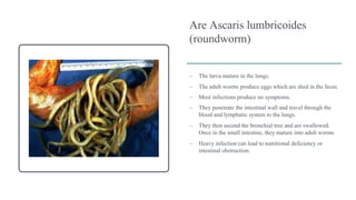 PPT_Instestinal parasites_reb.pptx