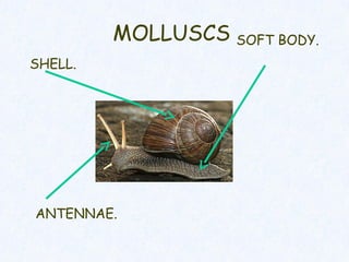 INVERTEBRATE ANIMALS | PPT