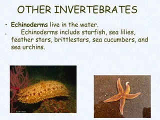 INVERTEBRATE ANIMALS | PPT