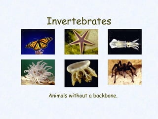 Invertebrates Animals Without Backbones